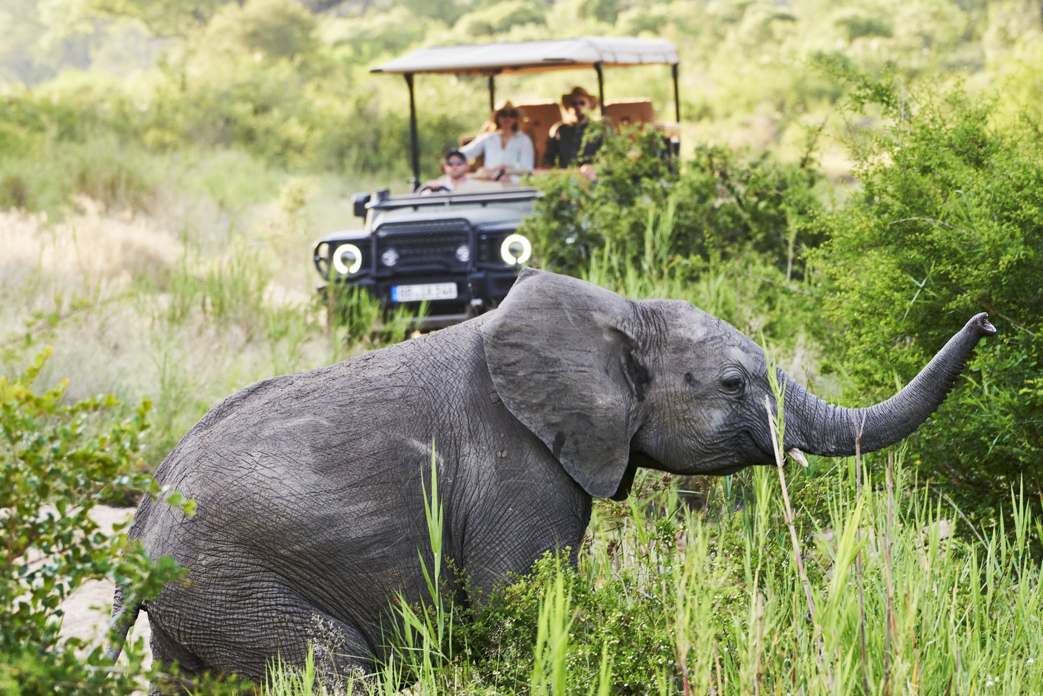 Ineos Kavango Grenadier Safari | Vezess