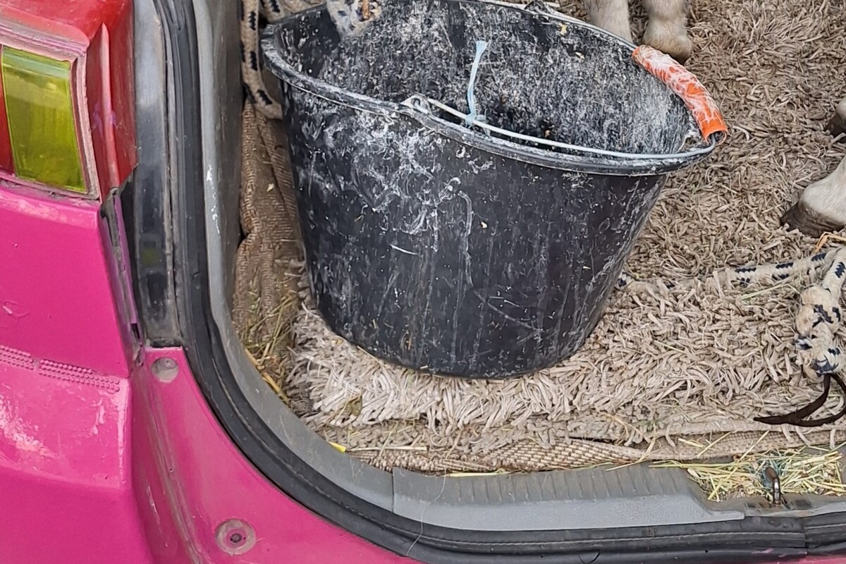 Istállót csinált a csomagtartójából, felháborodott a bírságon az autós - Vezess